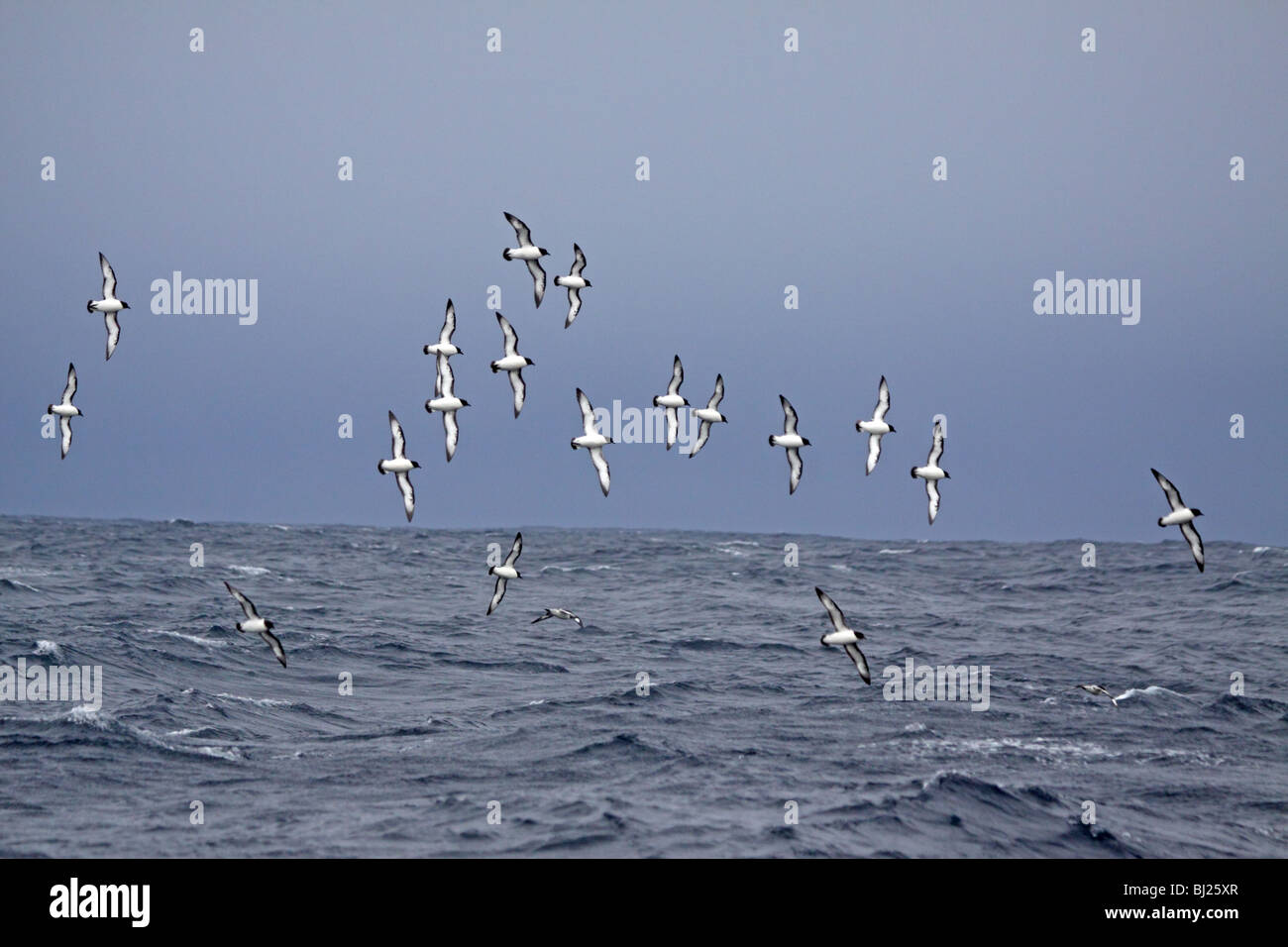 Cape Petrel, Daption capense, flock wheeling beside ship, in Drake ...