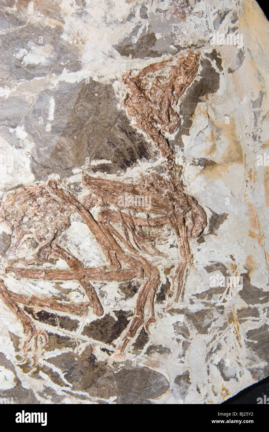 Fossil bird dinosaur, Microraptor gui Stock Photo - Alamy