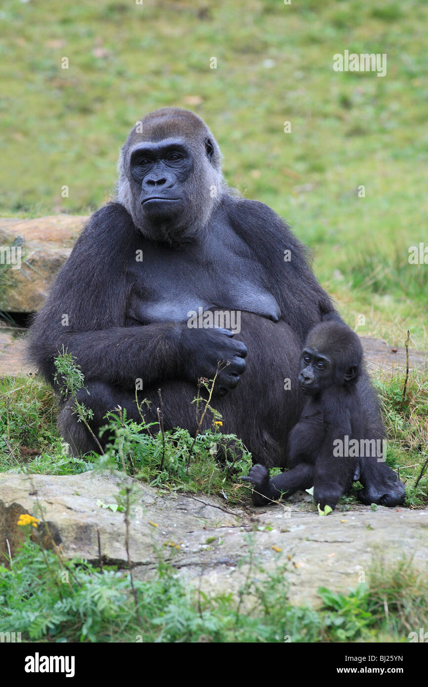 Western Lowland Gorilla (Gorilla gorilla gorilla), female with young ...