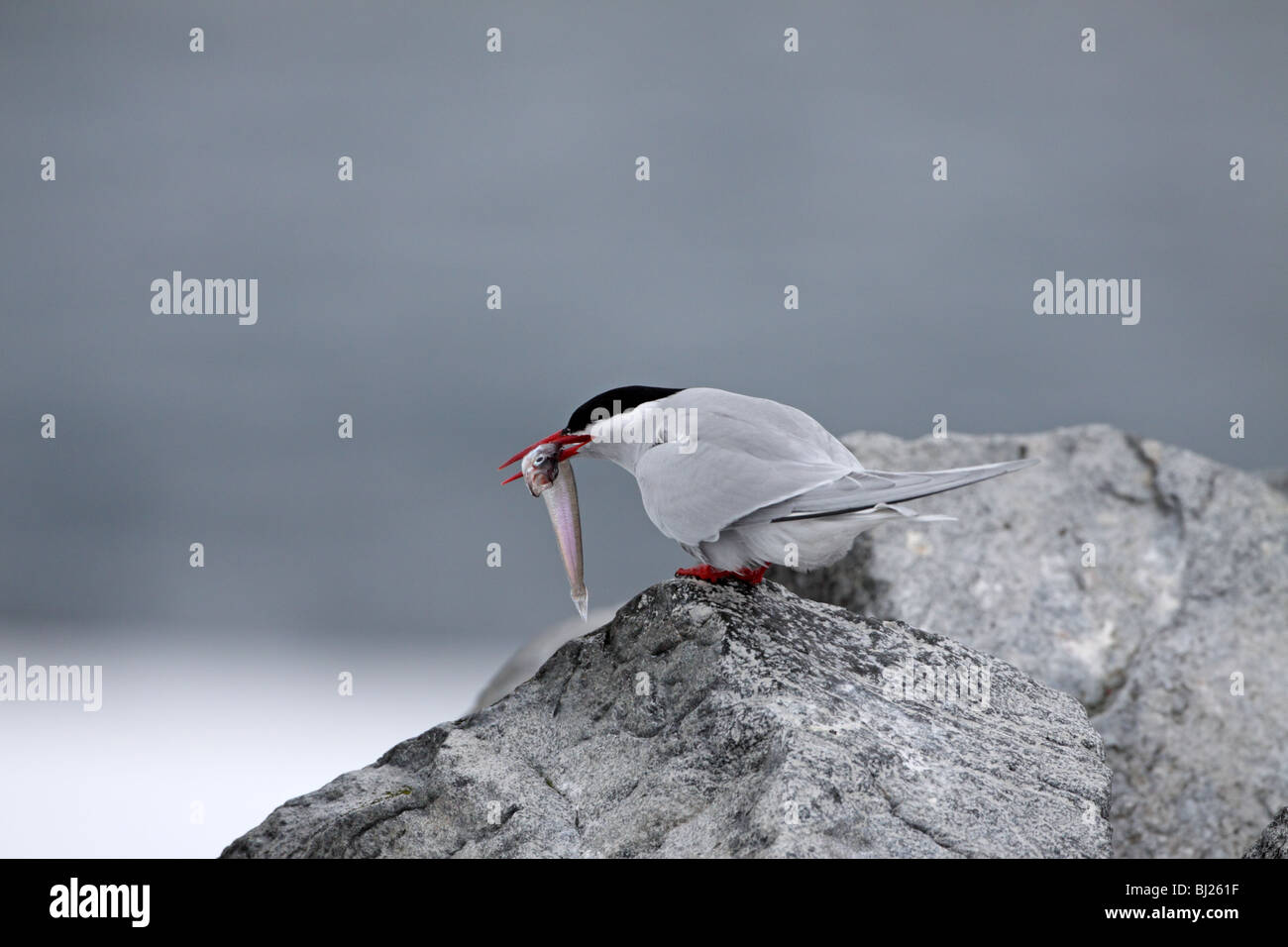 Antarctic Tern, Sterna vittata, with fish at Halfmoon Island, Antarctic ...