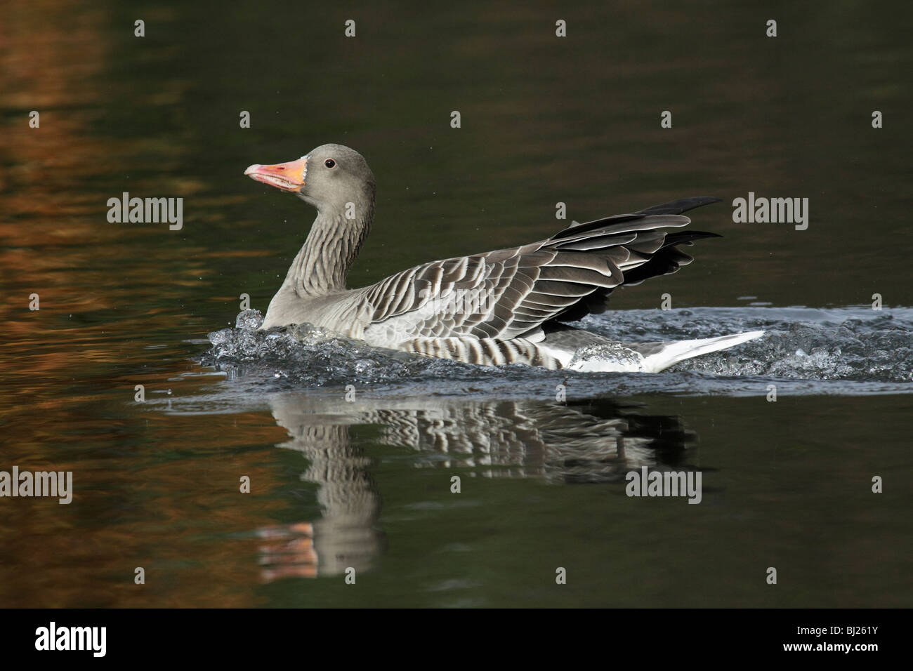 Europe goose hi-res stock photography and images - Alamy