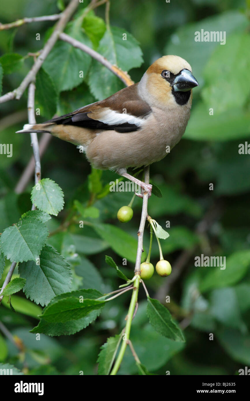 Cherry finch hi-res stock photography and images - Alamy