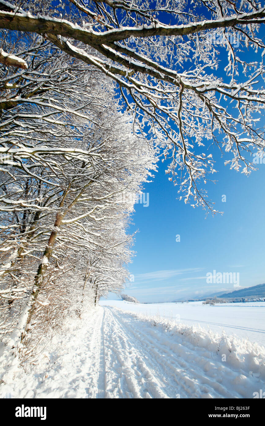 Hedges covered in snow hi-res stock photography and images - Alamy