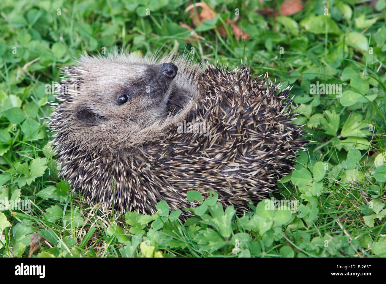 European Hedgehog (Erinaceus europaeus) young animal unrolling itself ...