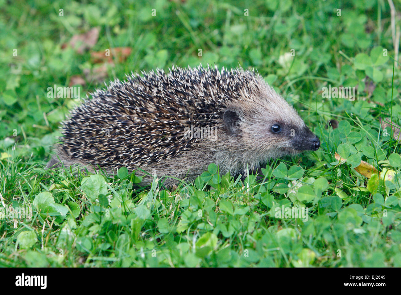 European Hedgehog (Erinaceus europaeus) young animal in garden Stock ...
