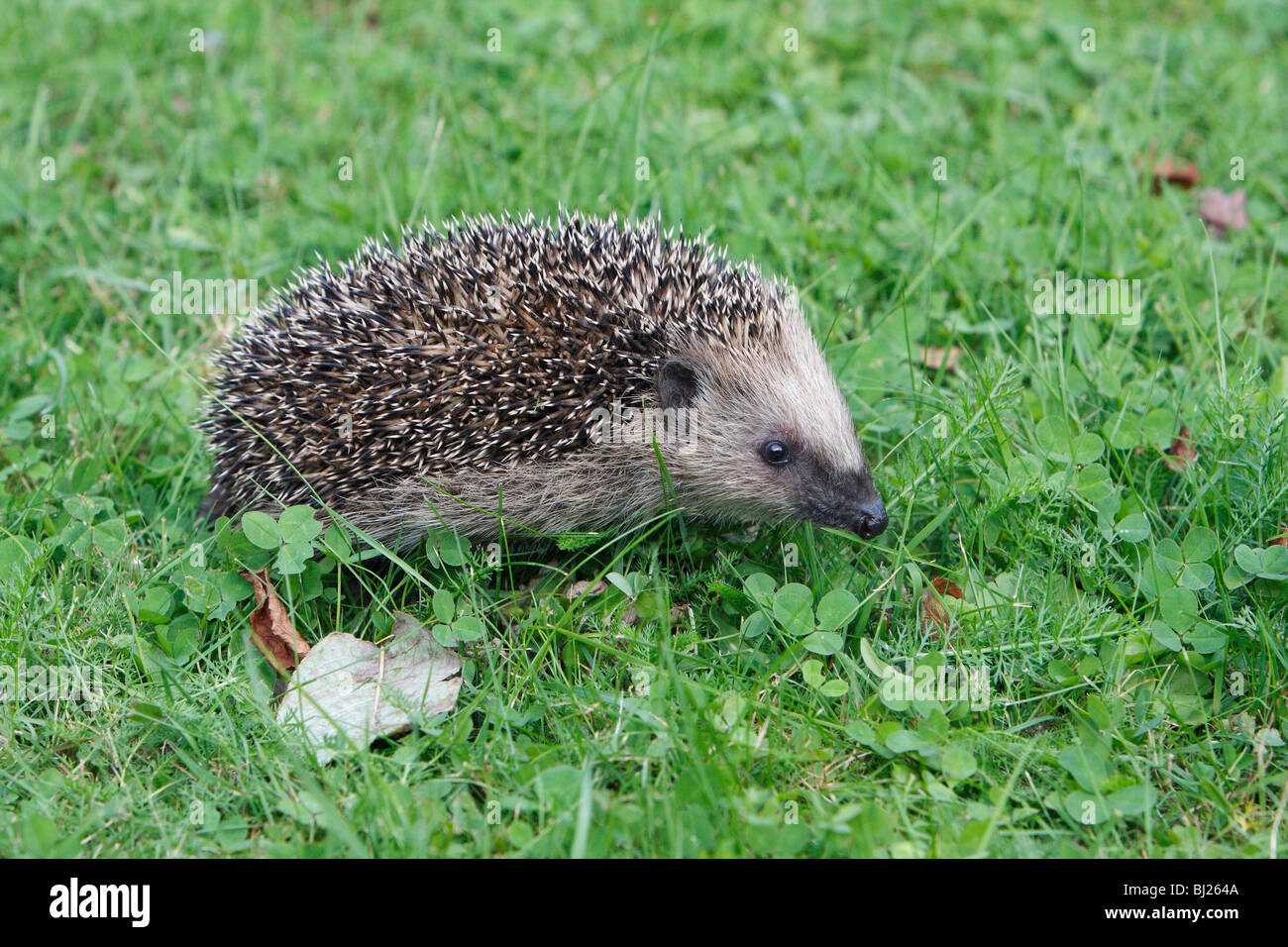European Hedgehog (Erinaceus europaeus) young animal in garden Stock ...