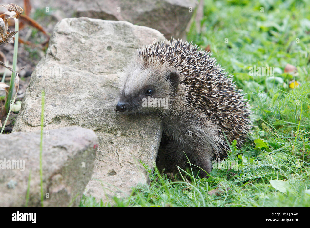 European Hedgehog (Erinaceus europaeus) young animal in garden Stock ...