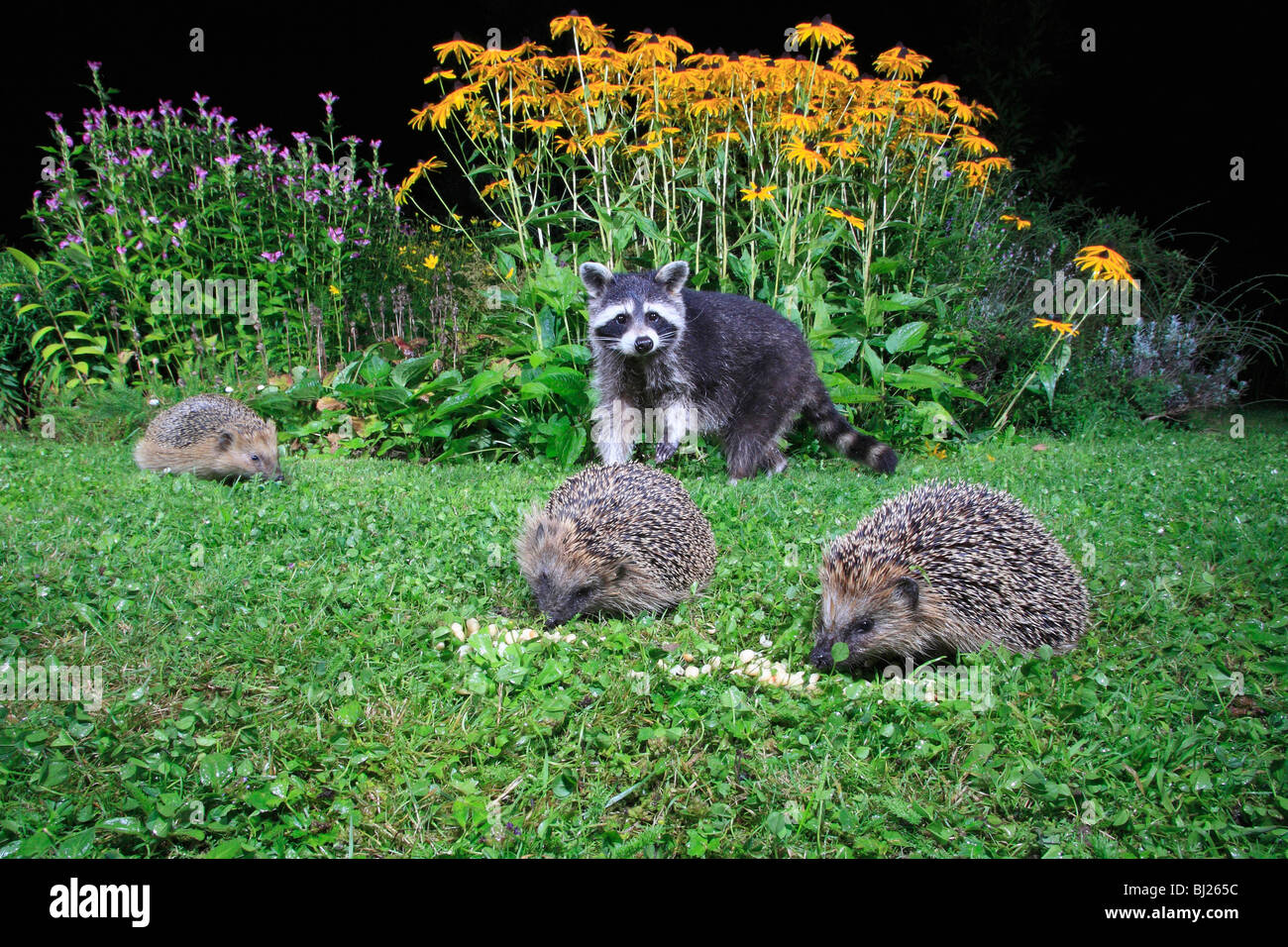 3 animals hi-res stock photography and images - Alamy