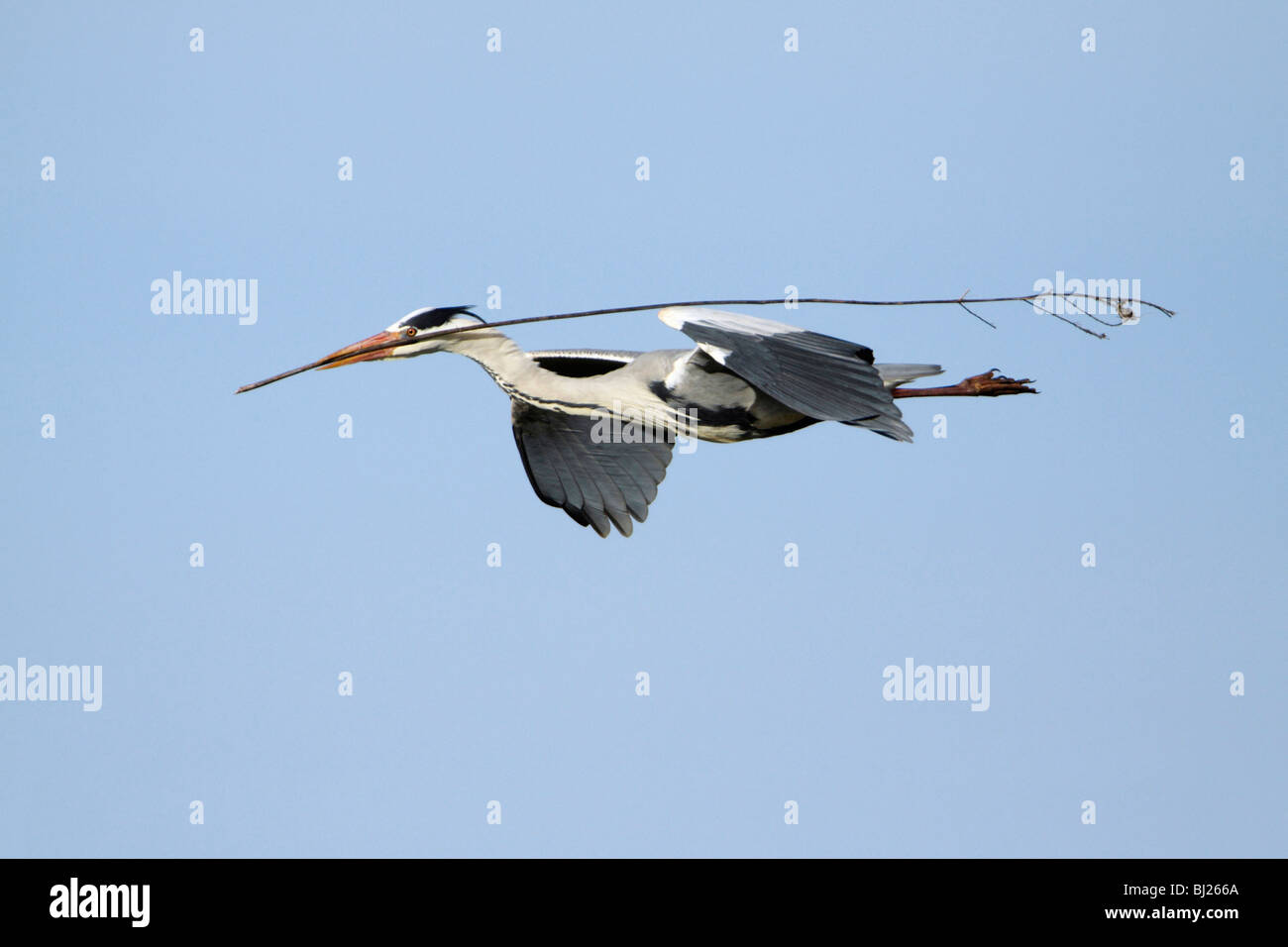 Grey Heron (Ardea cinerea) - bird in flight with nest material in bill ...