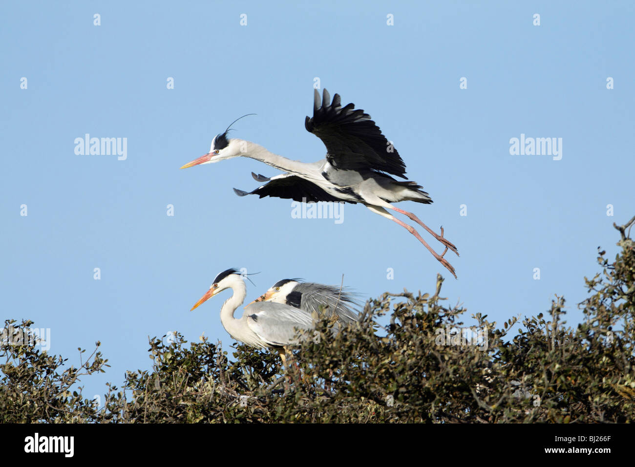 Grey heron nest hi-res stock photography and images - Alamy