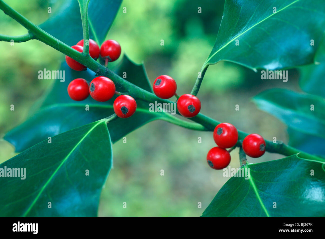 Cluster of holly berries hi-res stock photography and images - Alamy
