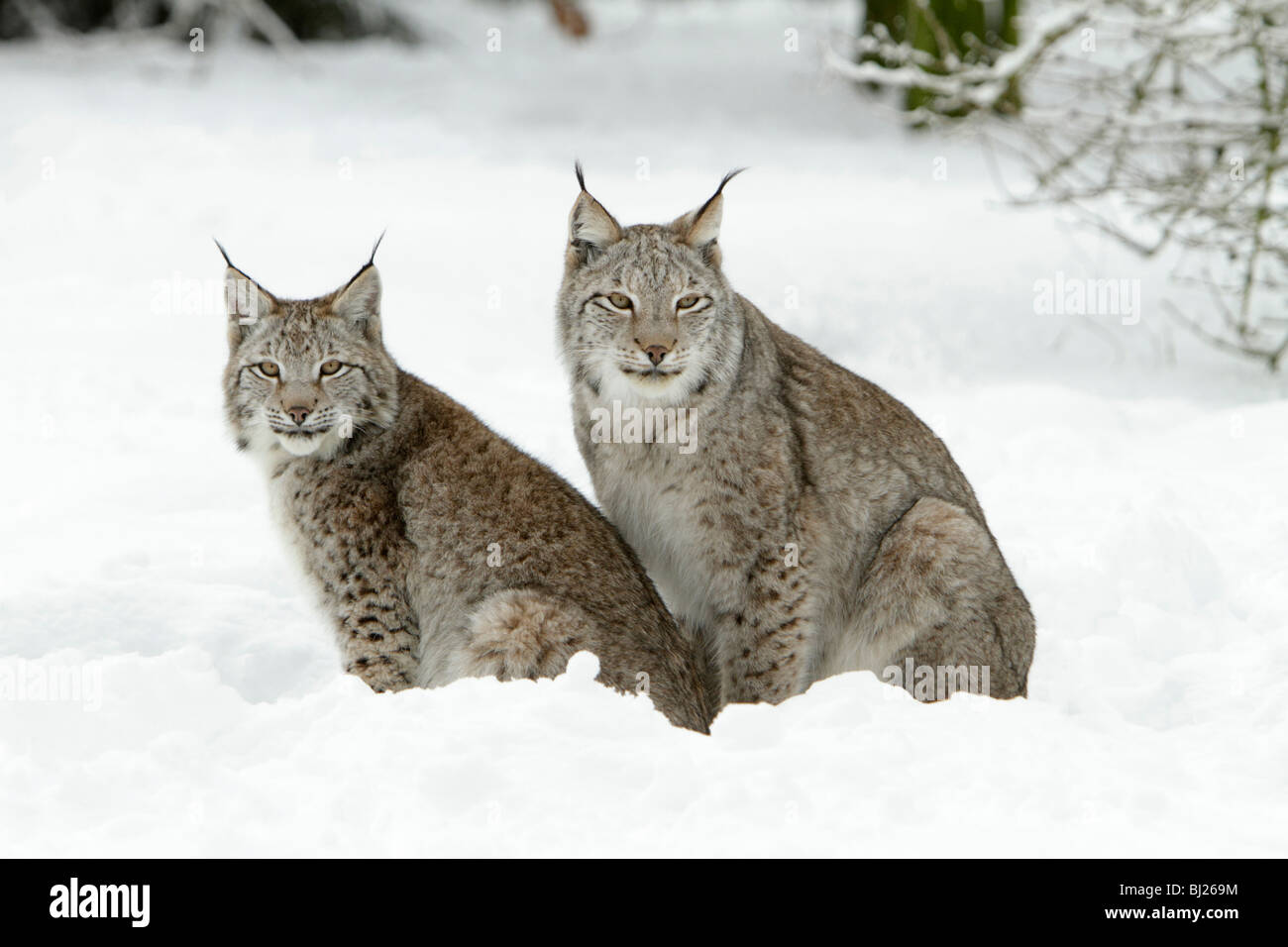 European Lynx, Felis lynx, two sitting in snow, Germany Stock Photo - Alamy