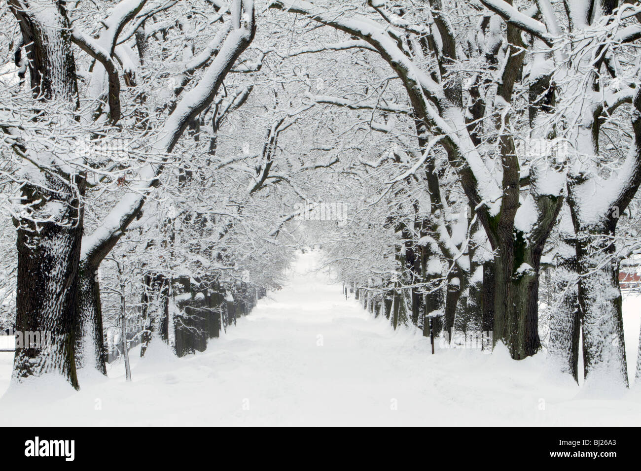 Oak trees, Quercus robur, Avenue in winter, Sababurg, North Hessen ...