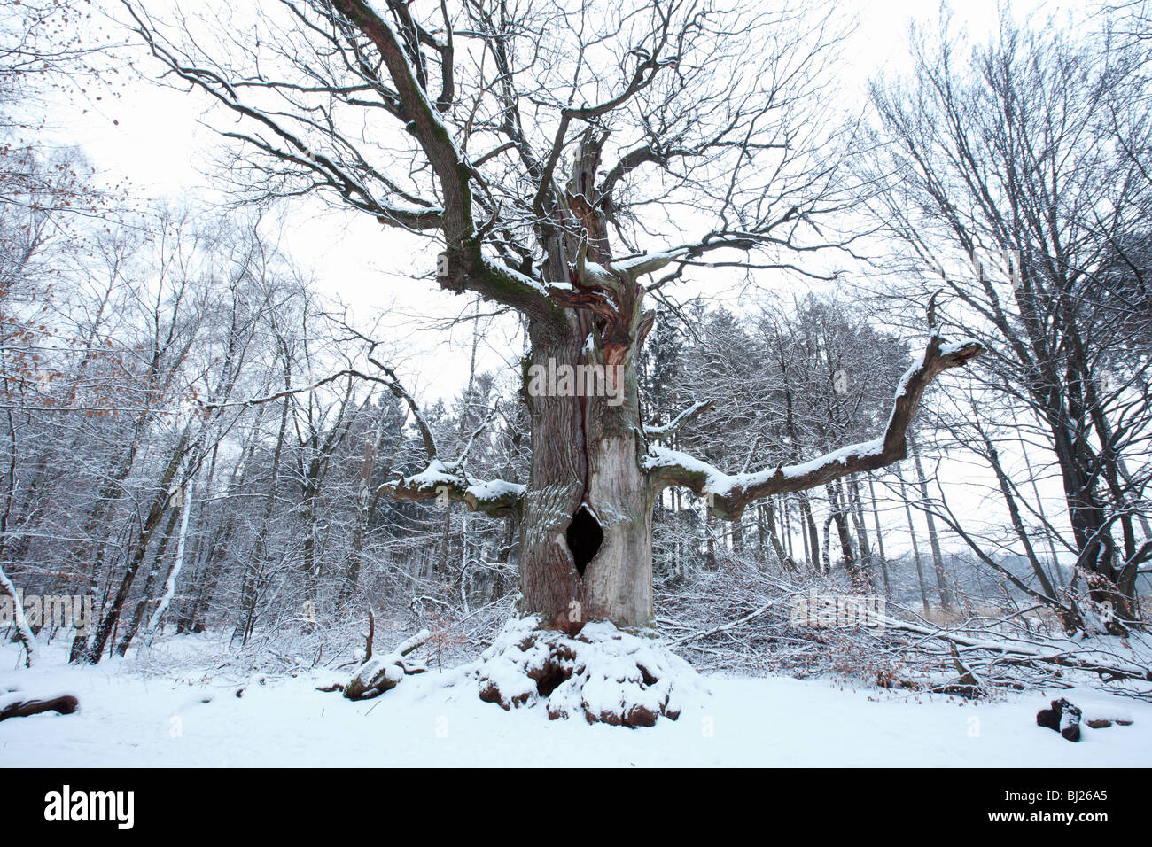 Oak tree, Quercus robur, in winter, Sababurg ancient forest NP, North ...