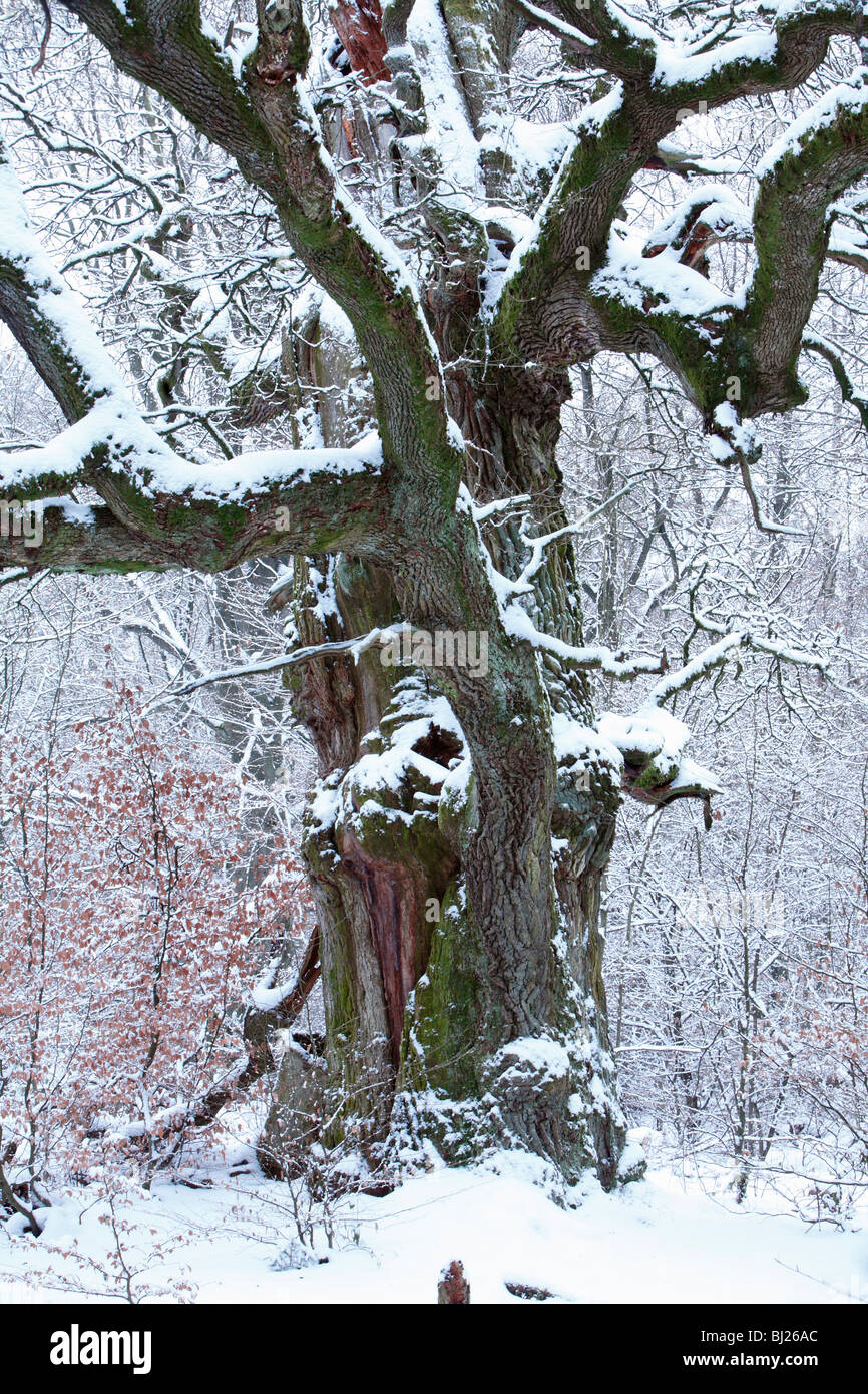 Oak tree, Quercus robur, in winter, Sababurg ancient forest NP, North ...