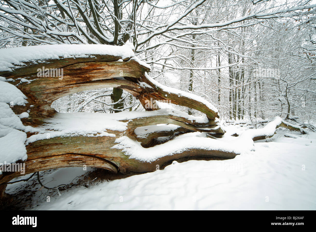 Dead oak tree hi-res stock photography and images - Alamy