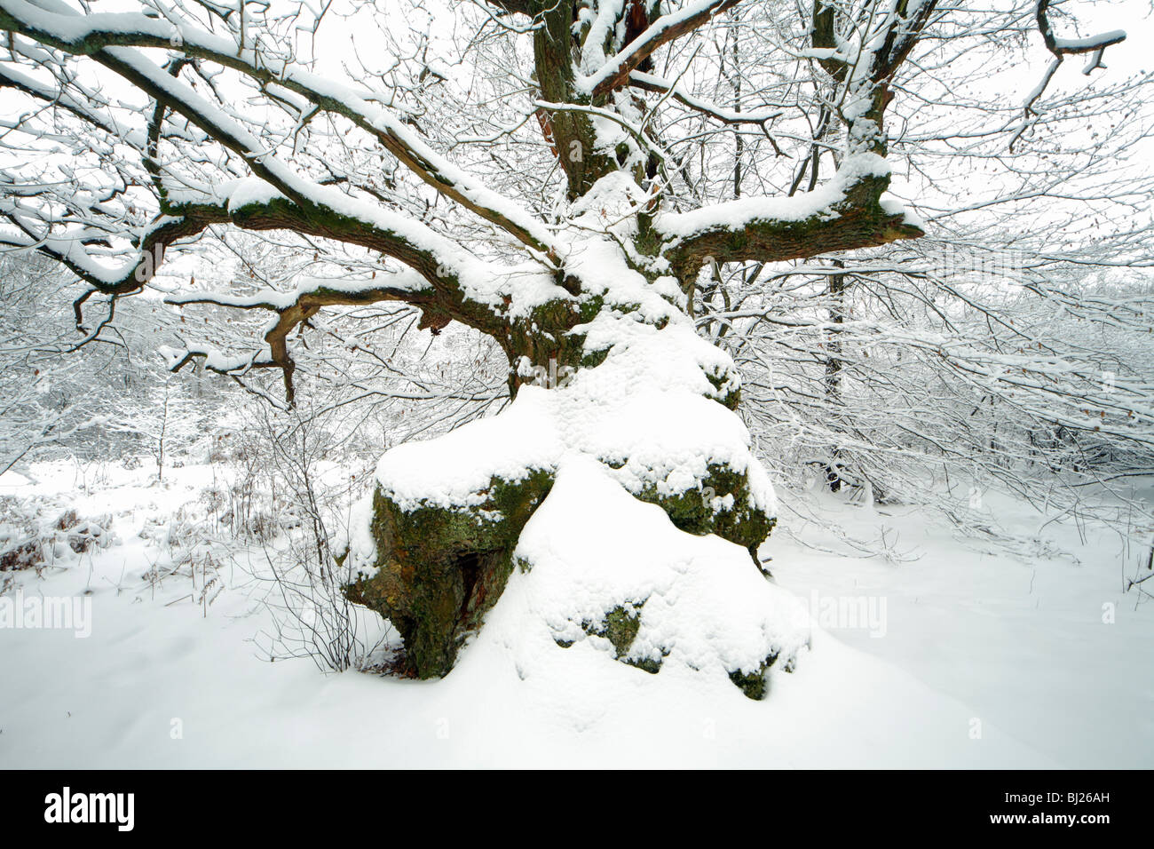 Oak tree, Quercus robur, in winter, Sababurg ancient forest NP, North ...