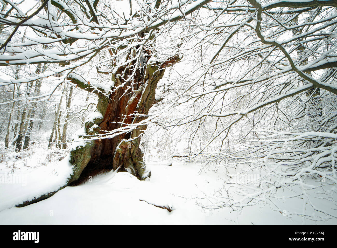 Oak tree, Quercus robur, in winter, Sababurg ancient forest NP, North ...