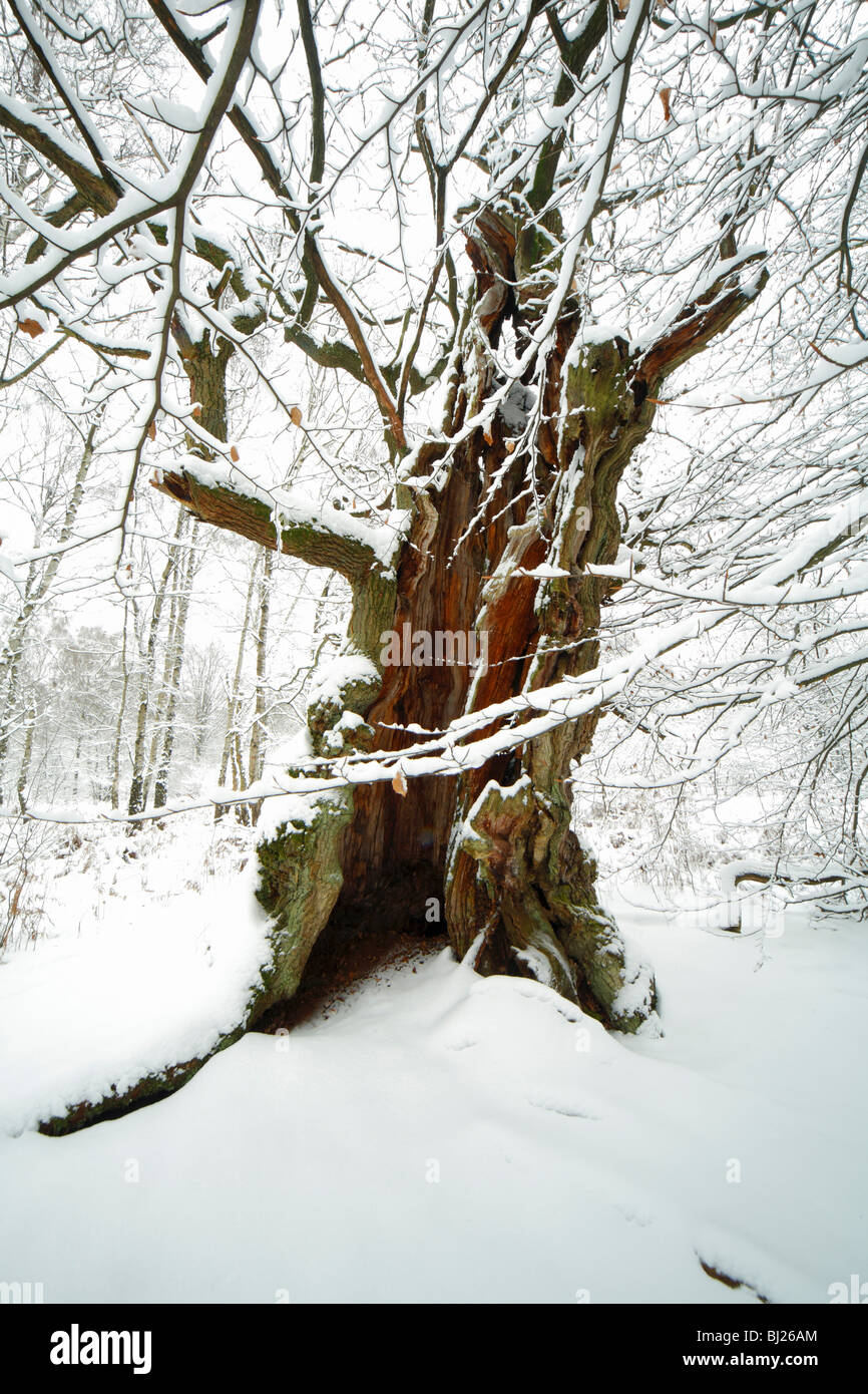 Oak tree, Quercus robur, in winter, Sababurg ancient forest NP, North ...