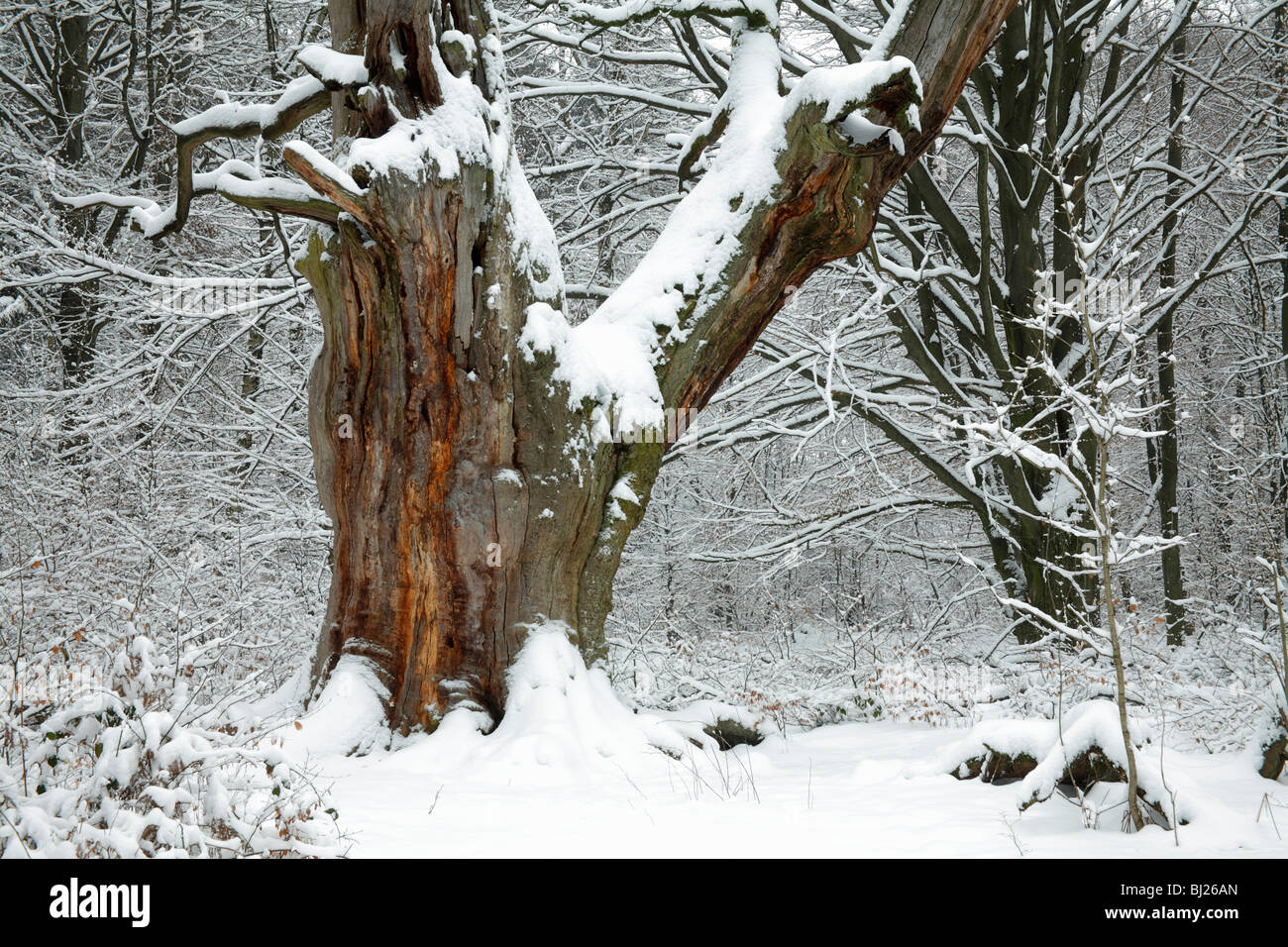 Oak tree, Quercus robur, in winter, Sababurg ancient forest NP, North ...