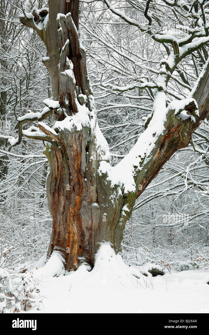 Oak tree, Quercus robur, in winter, Sababurg ancient forest NP, North ...