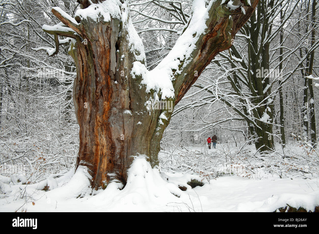 Oak tree, Quercus robur, in winter, Sababurg ancient forest NP, North ...