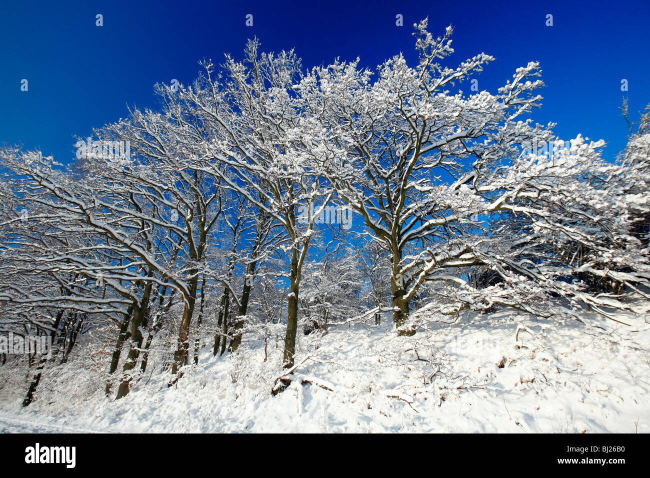 Oak trees, Quercus robur, covered in snow, winter, Harz mountains ...