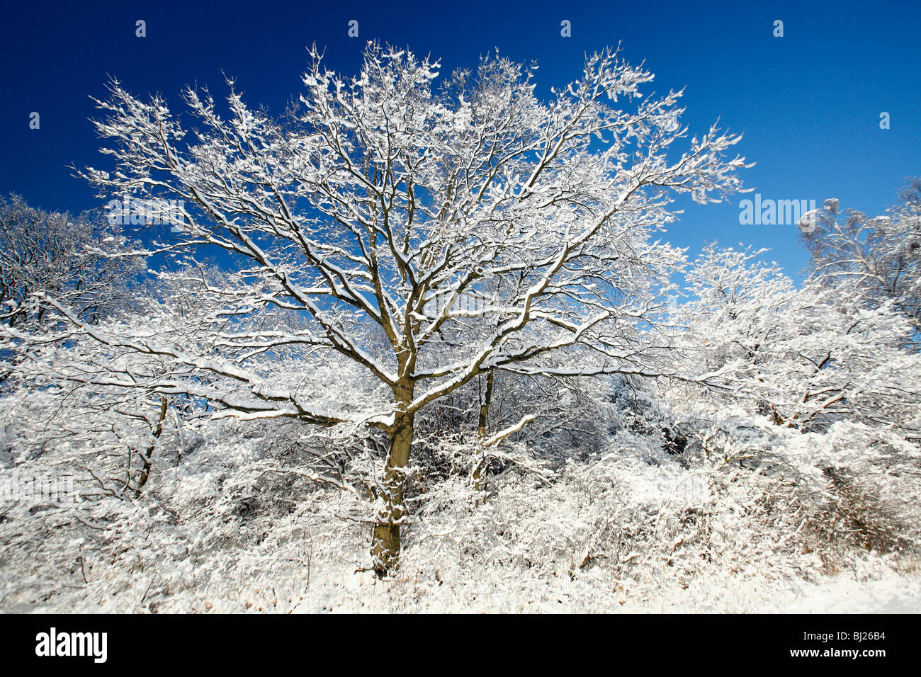 Oak tree, Quercus robur, covered in snow, winter, Harz mountains, Lower ...