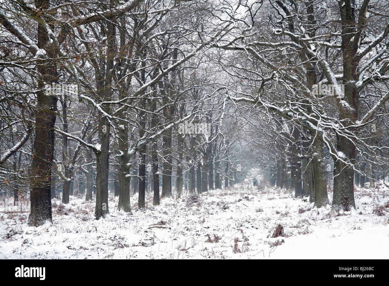 Oak tree woodland, Quercus robur, in winter, Reinhardswald forest ...