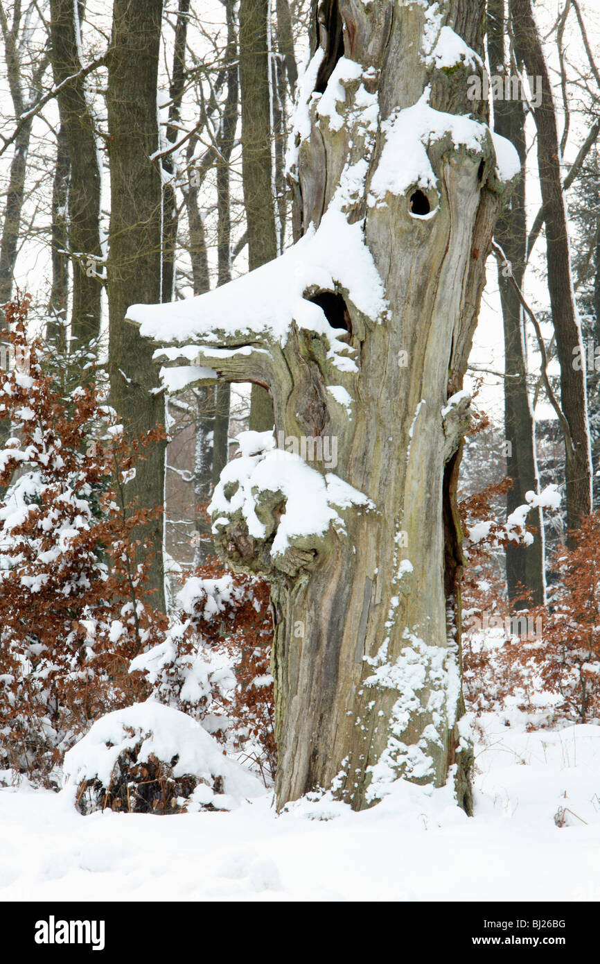 Dead tree in winter hi-res stock photography and images - Alamy