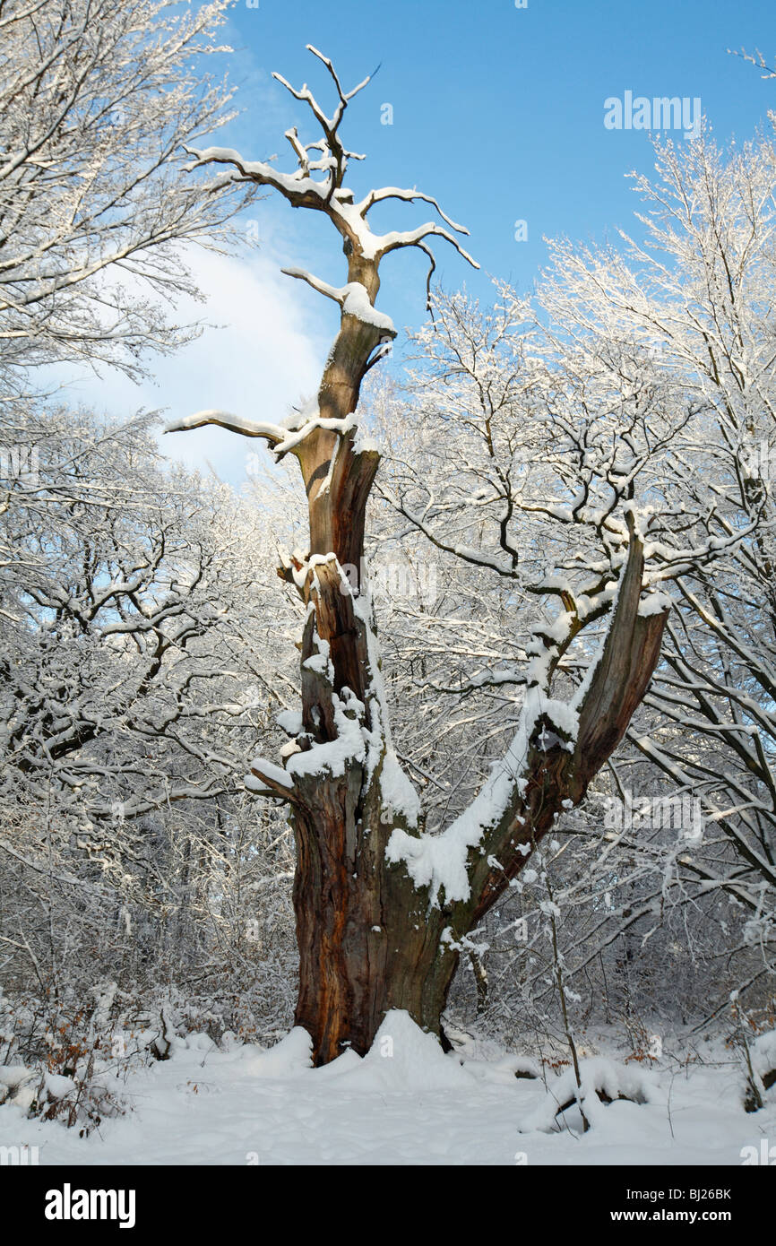 Oak tree, Quercus robur, in winter, Sababurg ancient forest NP, North ...