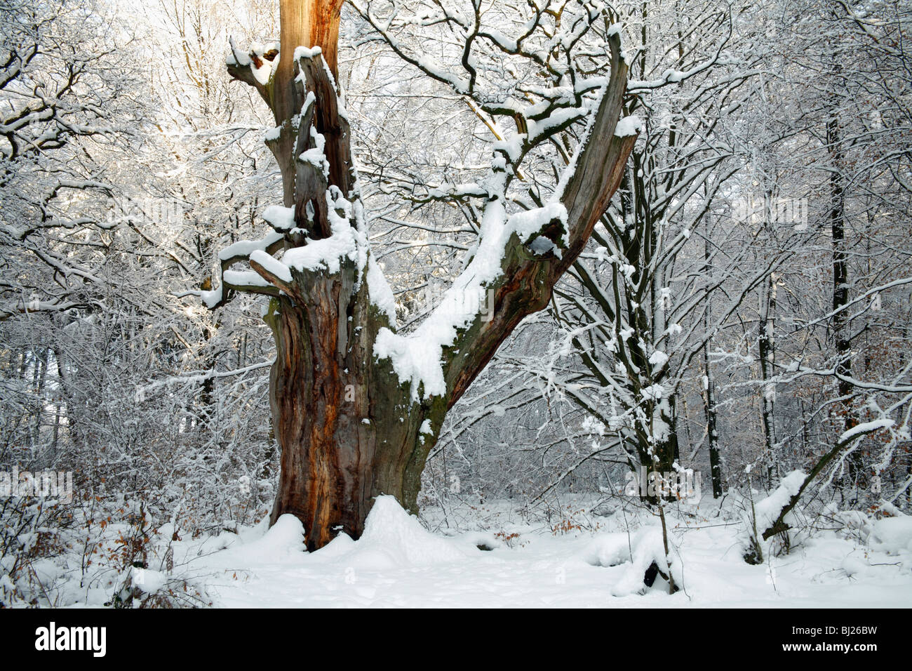 Oak tree, Quercus robur, in winter, Sababurg ancient forest NP, North ...