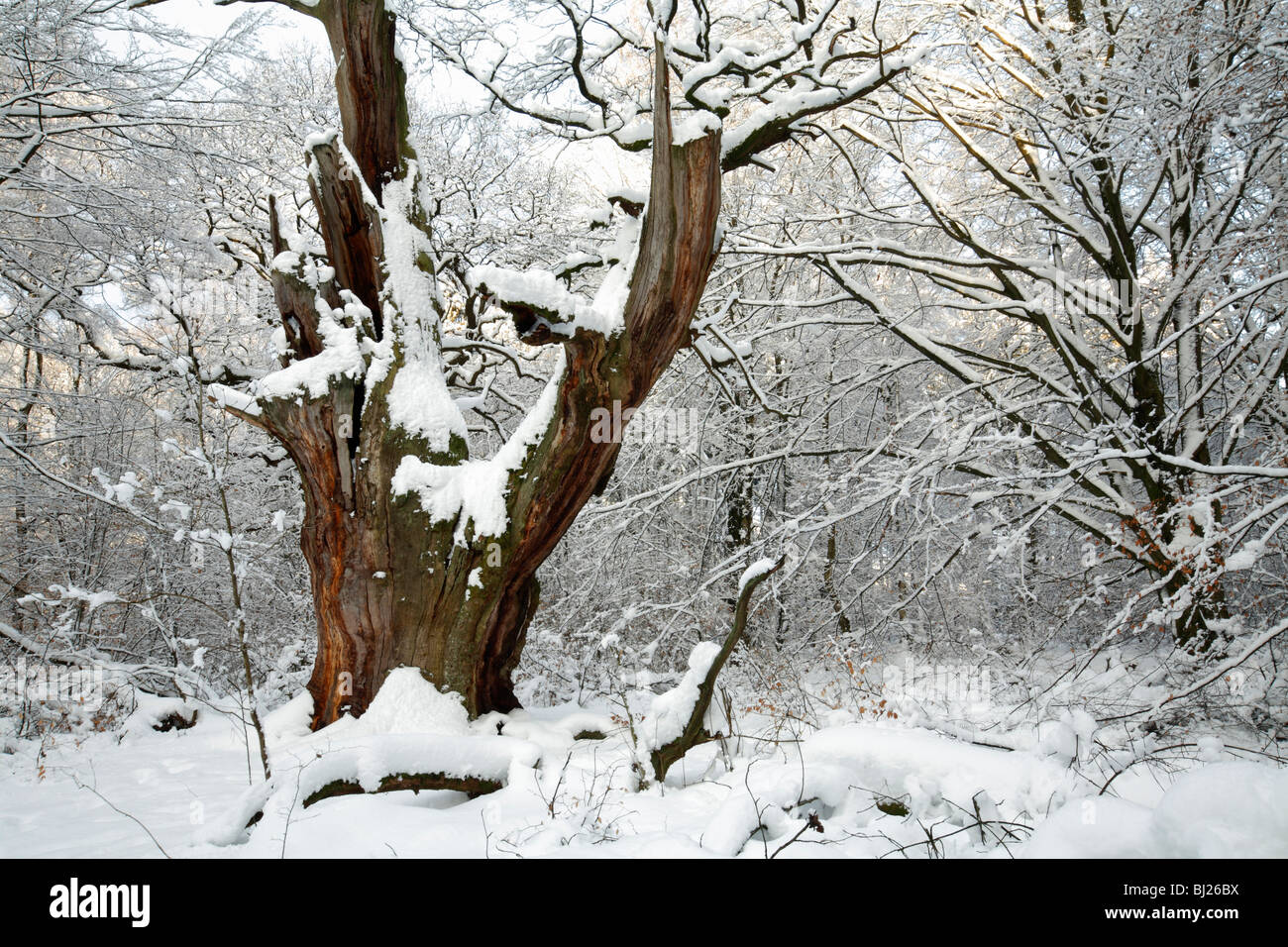 Oak tree, Quercus robur, in winter, Sababurg ancient forest NP, North ...