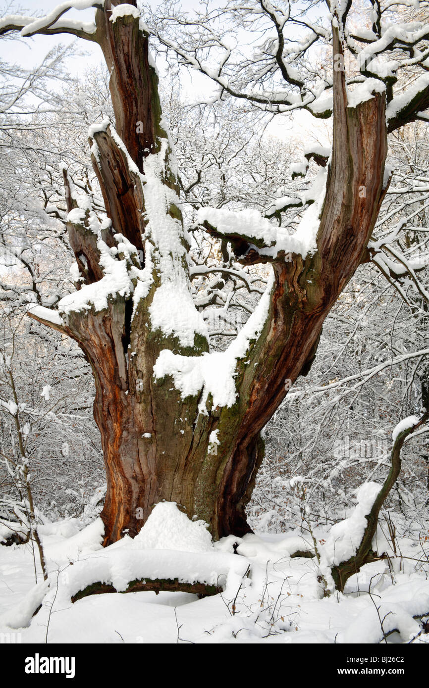 Oak tree, Quercus robur, in winter, Sababurg ancient forest NP, North ...