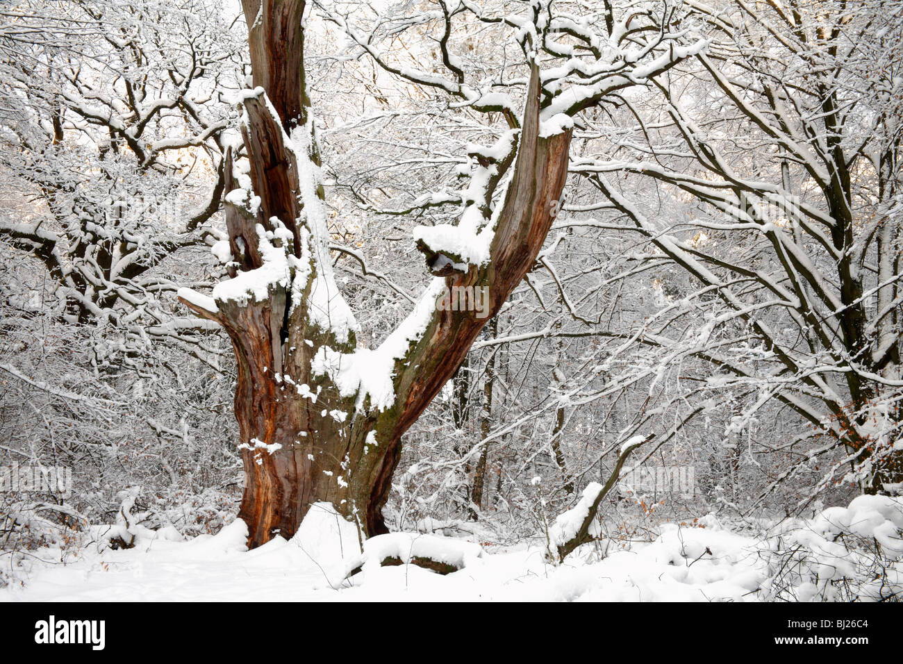 Oak tree, Quercus robur, in winter, Sababurg ancient forest NP, North ...