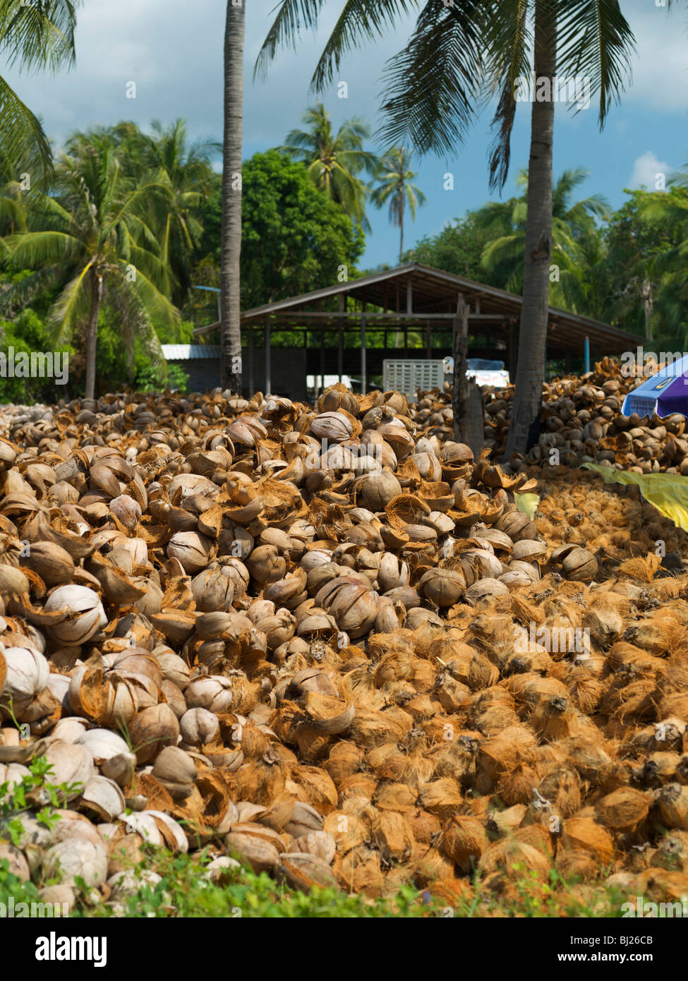 Coconut farm thailand hi-res stock photography and images - Alamy