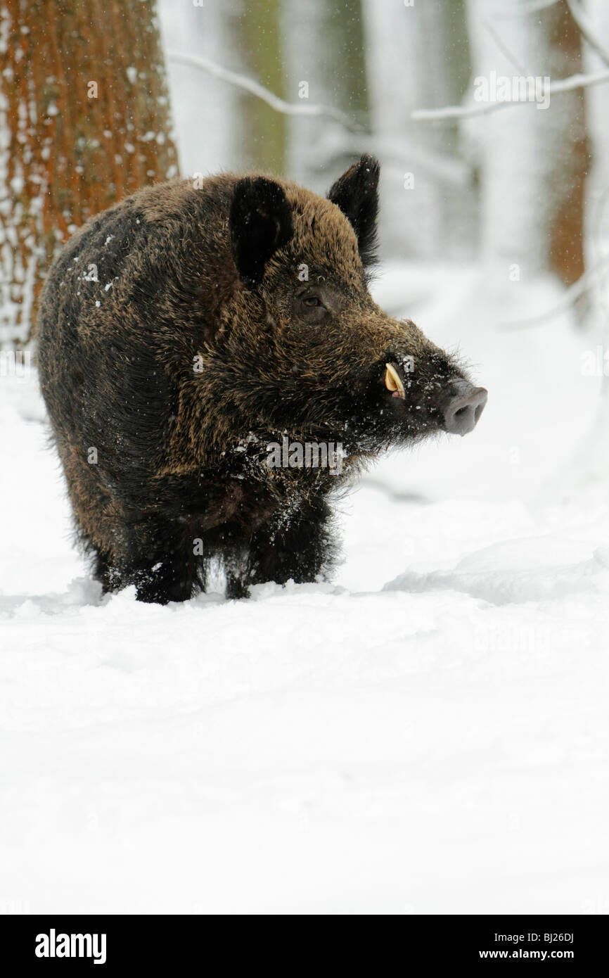 Sus scrofa hi-res stock photography and images - Alamy