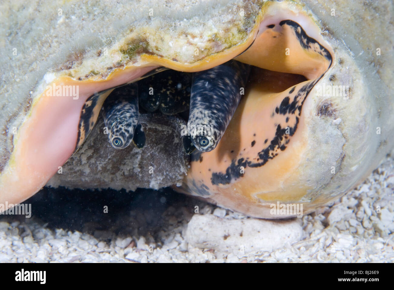 Queen conch strombus gigas hi-res stock photography and images - Alamy