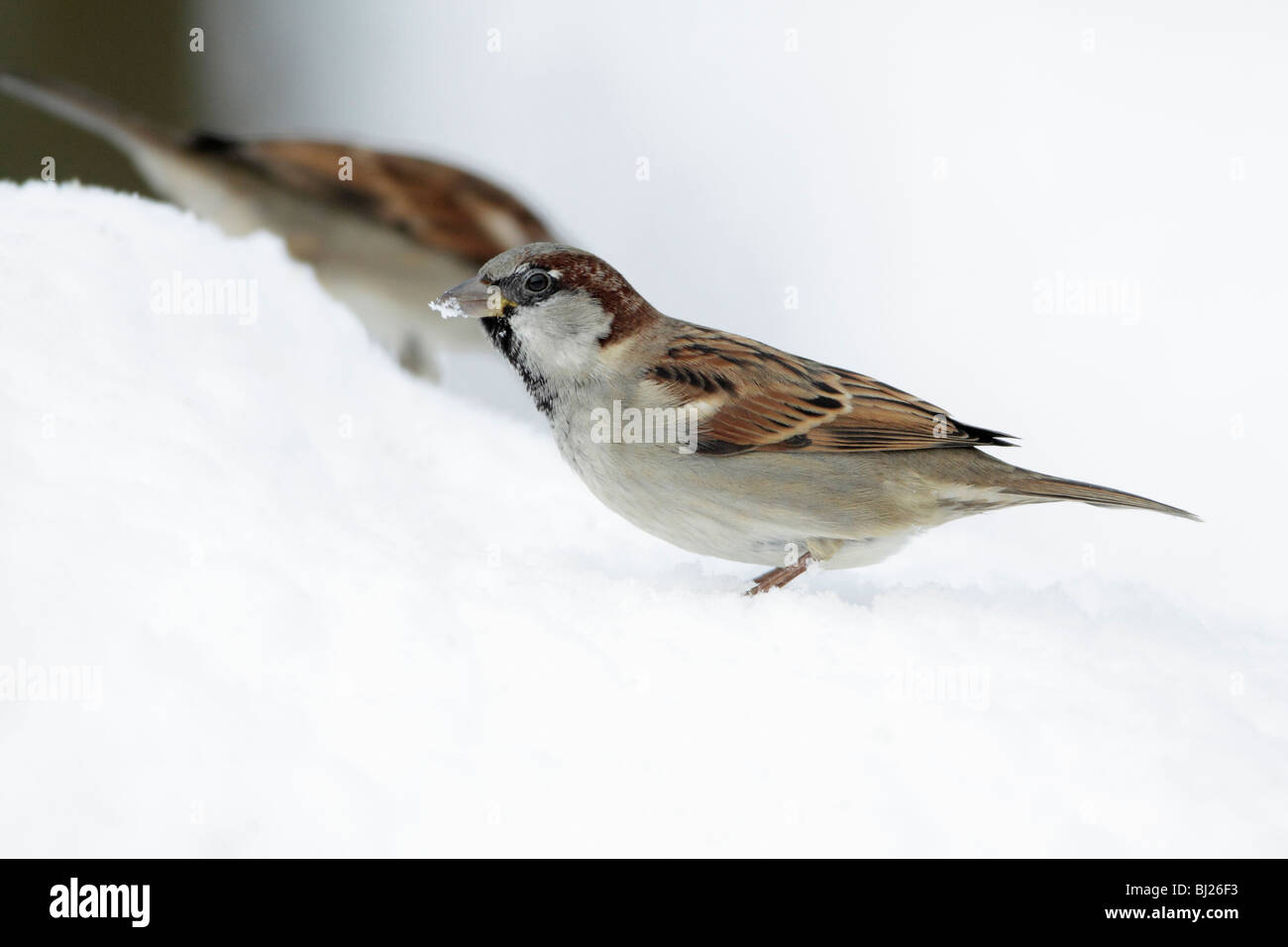 Snow sparrow hi-res stock photography and images - Alamy