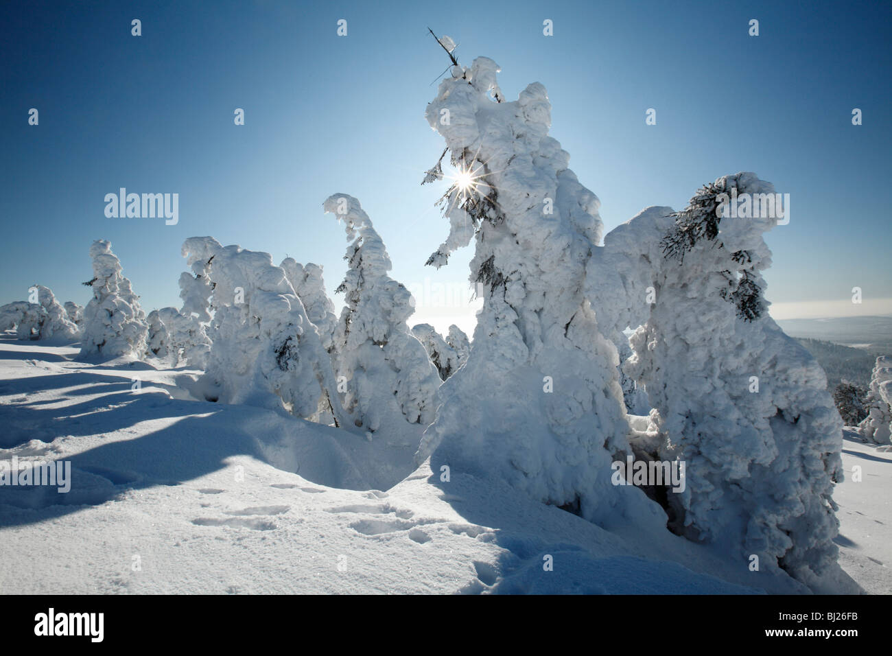 Snow covered Norway Spruce trees, Picea abies, in winter, Brocken ...