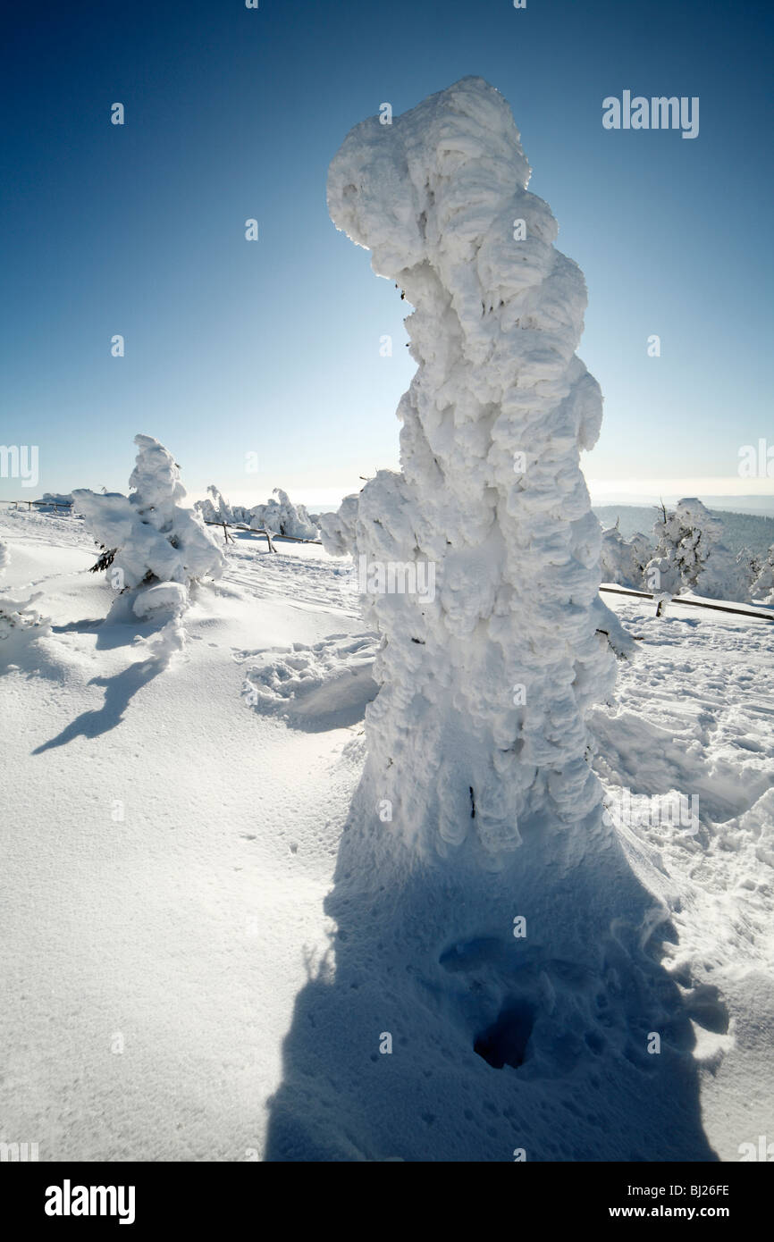 Snow mountain spruce hi-res stock photography and images - Alamy