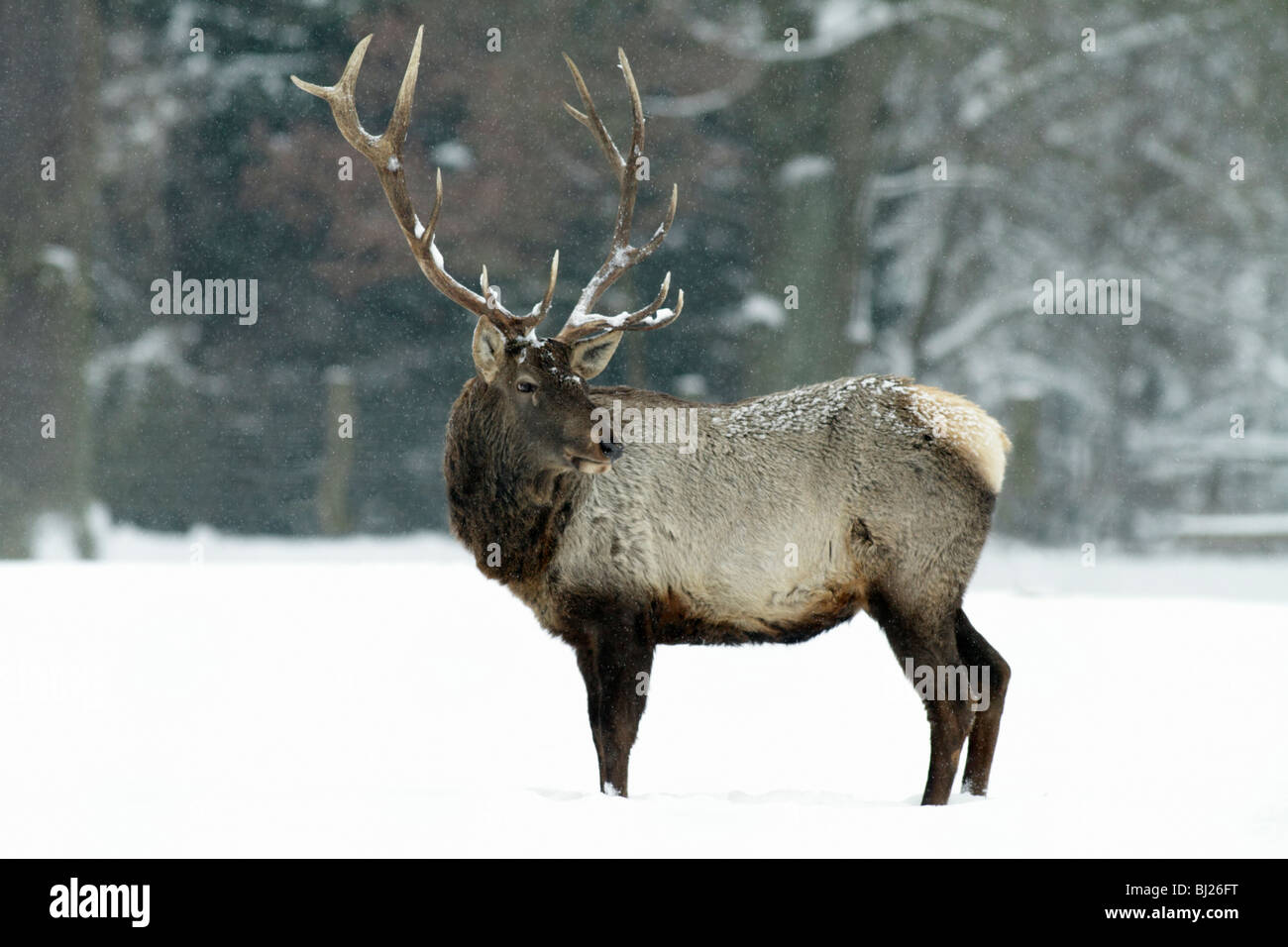 Red deer stag snow hi-res stock photography and images - Alamy