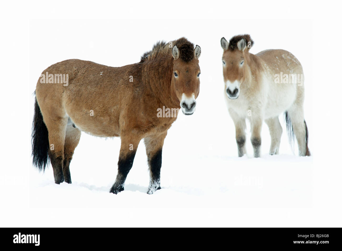 Presewalski's Horse, stallion and mare on snow covered field, Germany ...