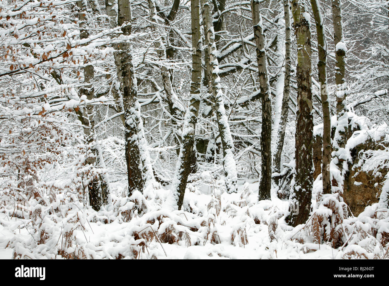 Deciduous forests winter hi-res stock photography and images - Alamy