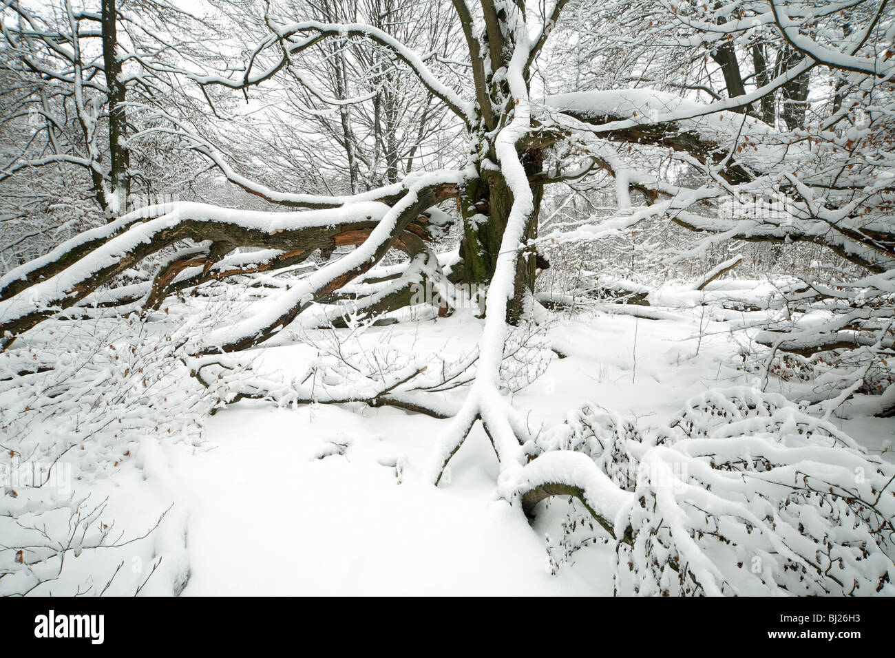 Ancient Beech tree in deciduous woodland, covered in snow, winter ...