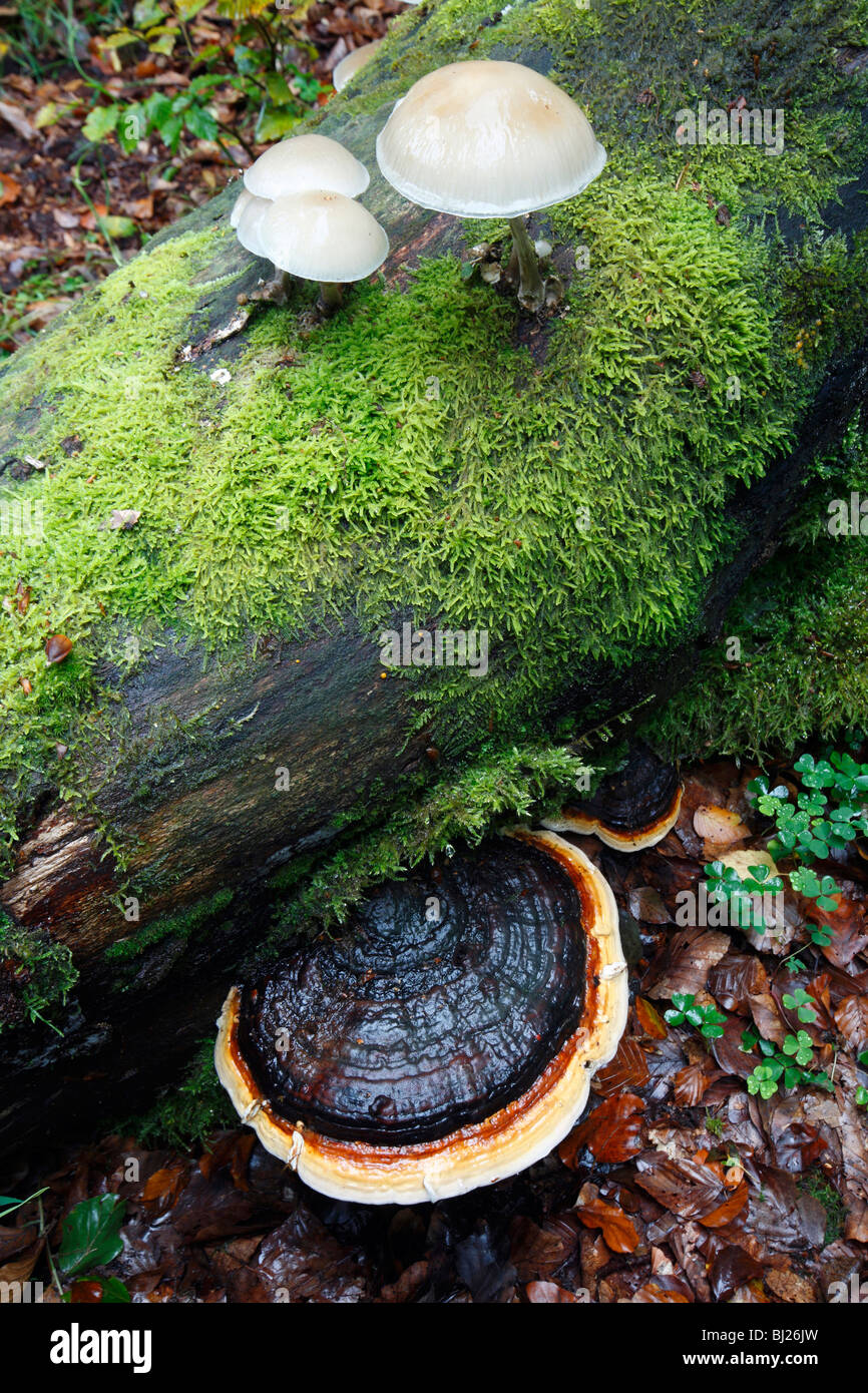 Porcelain Fungus (Oudemansiella mucida), and Artist's Fungus (Ganoderma ...