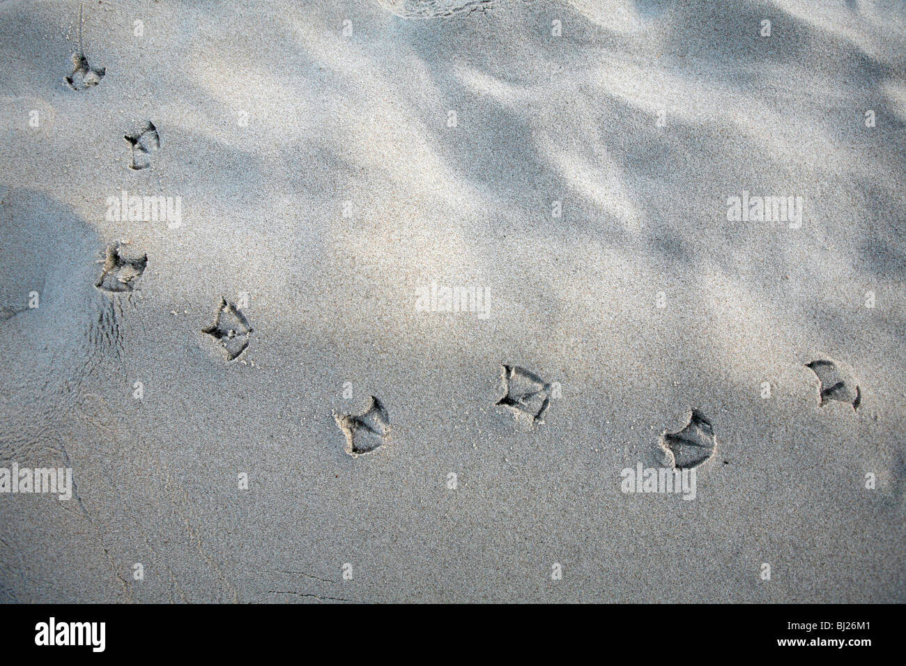 Sea bird footprints hi-res stock photography and images - Alamy