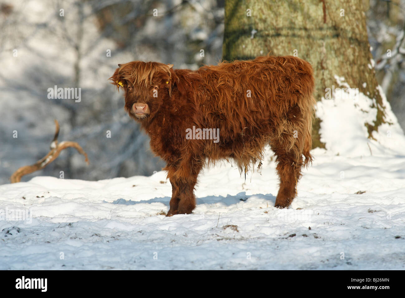 Cattle, highland cow, calf, on snow covered field, Germany Stock Photo ...