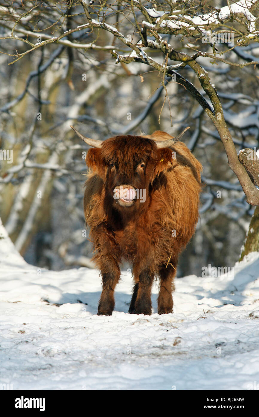 Highland cattle snow hi-res stock photography and images - Alamy