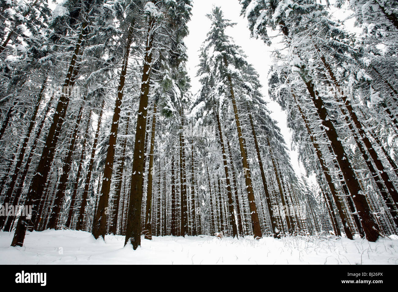 Snow and ice covered Norway Spruce trees, Picea abies, in Harz ...
